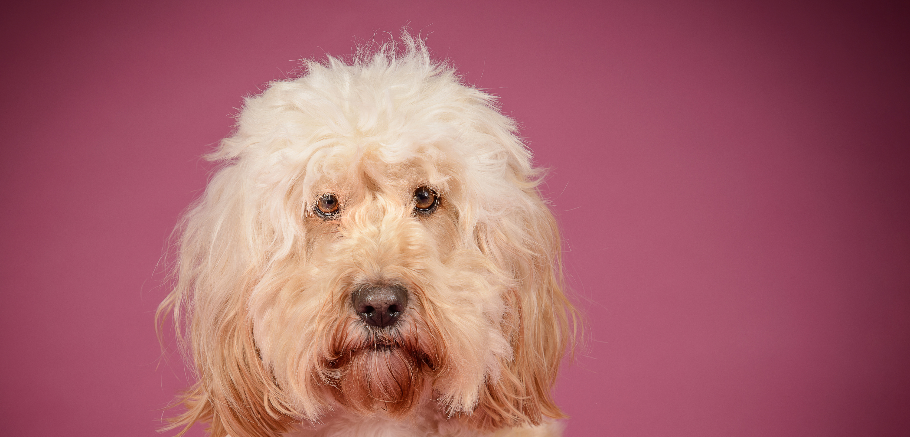 Fluff 'N' Tuff Dog Toys – The Raw Superstore